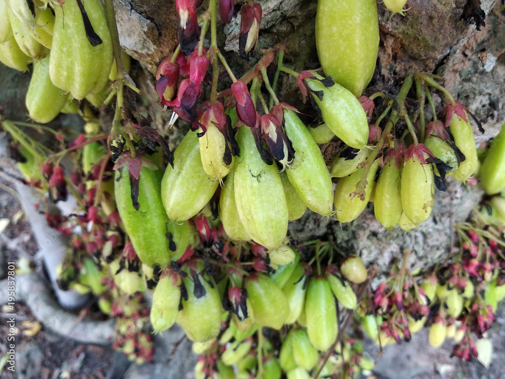 Averrhoa bilimbi commonly known belimbing buluh used by people at ...
