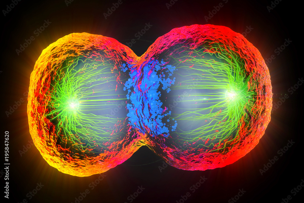 3d Illustration Of Colorful Cell Division Cell Membrane And Splitting
