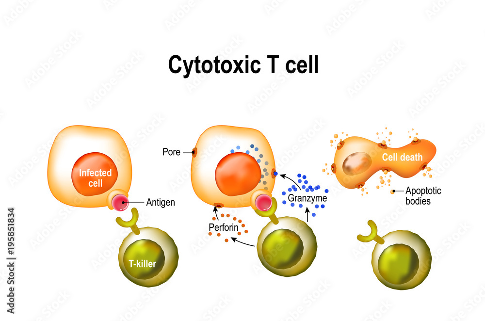 Cytotoxic T cell เวกเตอร์สต็อก | Adobe Stock