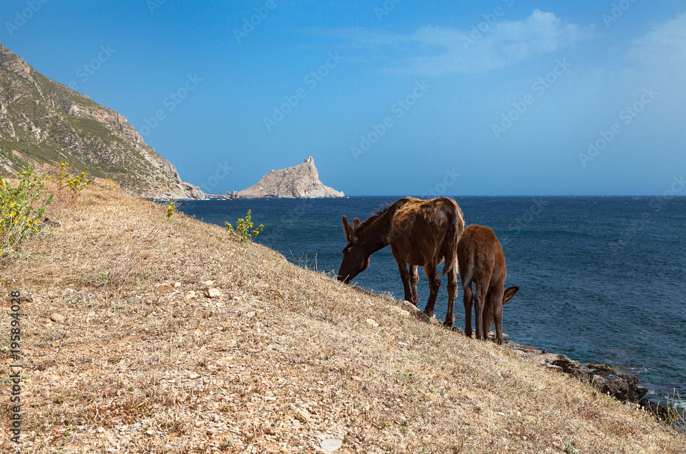 Isola di Marettimo - Sicilia - italy con i tipici asini liberi Stock ...