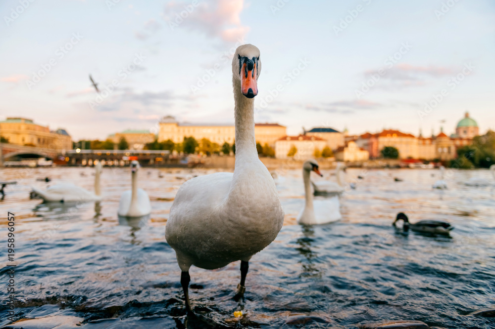 Goose leader funny portrait. Swan walking on river coast in Prague ...