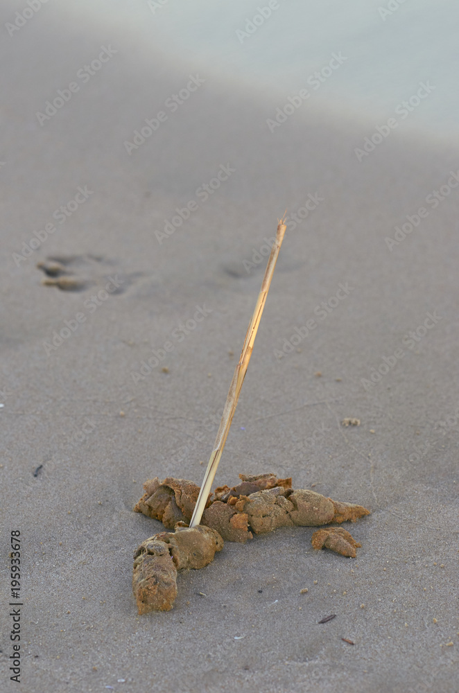 Shit on a stick. Poop of American Staffordshire terrier dog Stock Photo | Adobe Stock