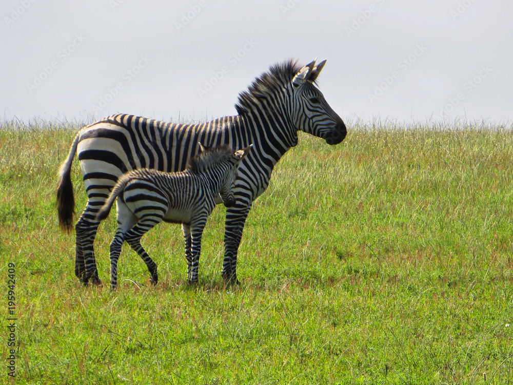 Mother and baby Zebra on Safari in South Africa. Stock Photo | Adobe Stock