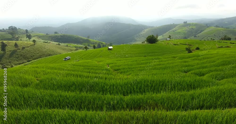 Asian rice field terrace on mountain side, lush agriculture land. Rice ...
