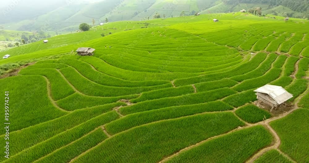 Asian rice field terrace on mountain side, lush agriculture land. Rice ...