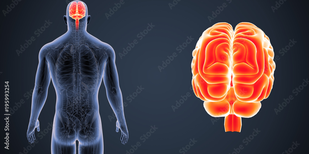Brain zoom with Anatomy Posterior view Stock Photo | Adobe Stock
