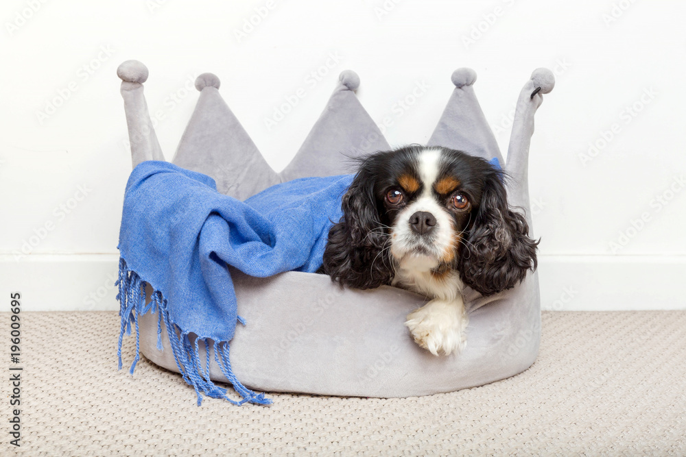 Cute dog relaxing Stock Photo | Adobe Stock