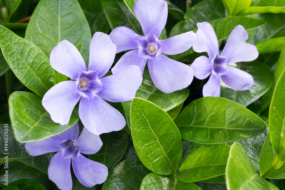 Vinca minor blooming ground cover with lavender blue flowers and green ...