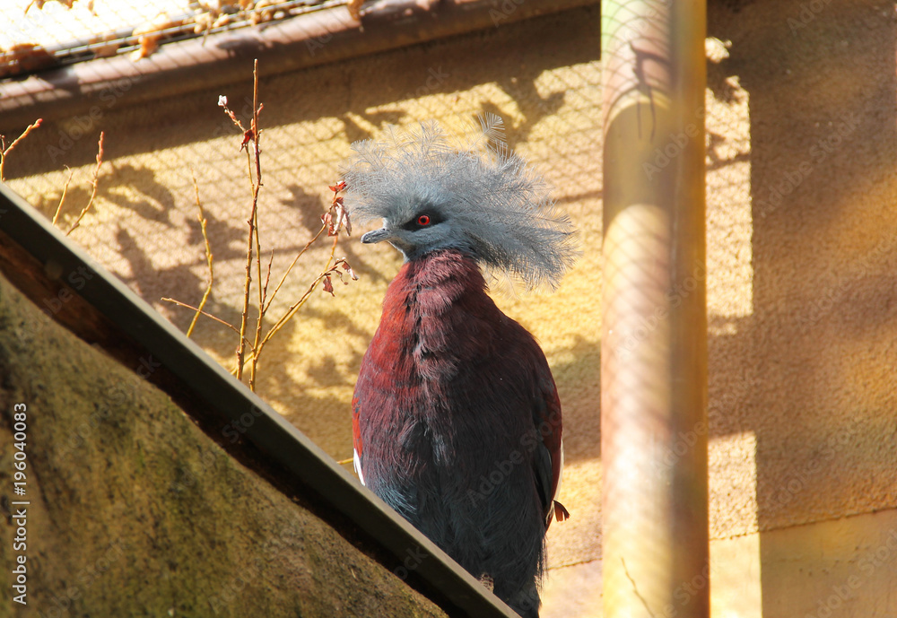 Scheepmaker´s crowned pigeon (Goura scheepmakeri) in the aviary Stock ...