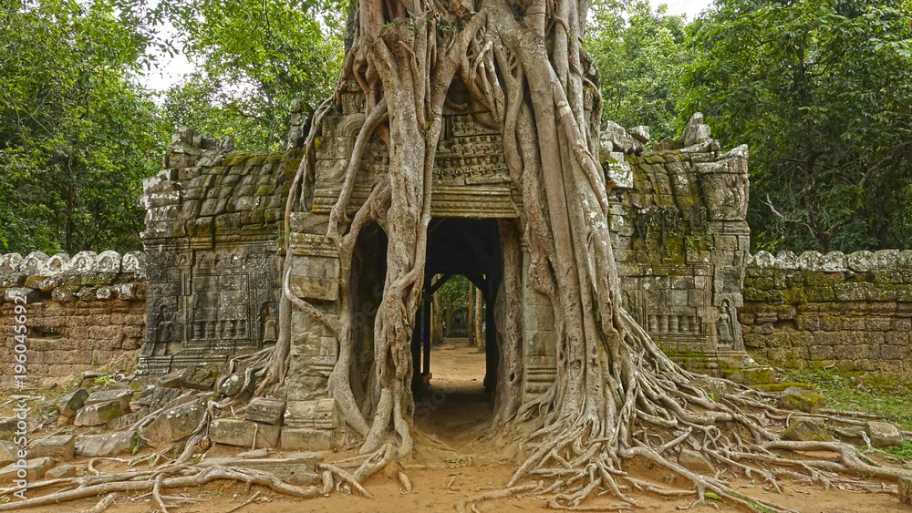 Sacred Angkor Wat temple small passage surrounded by tree roots in ...