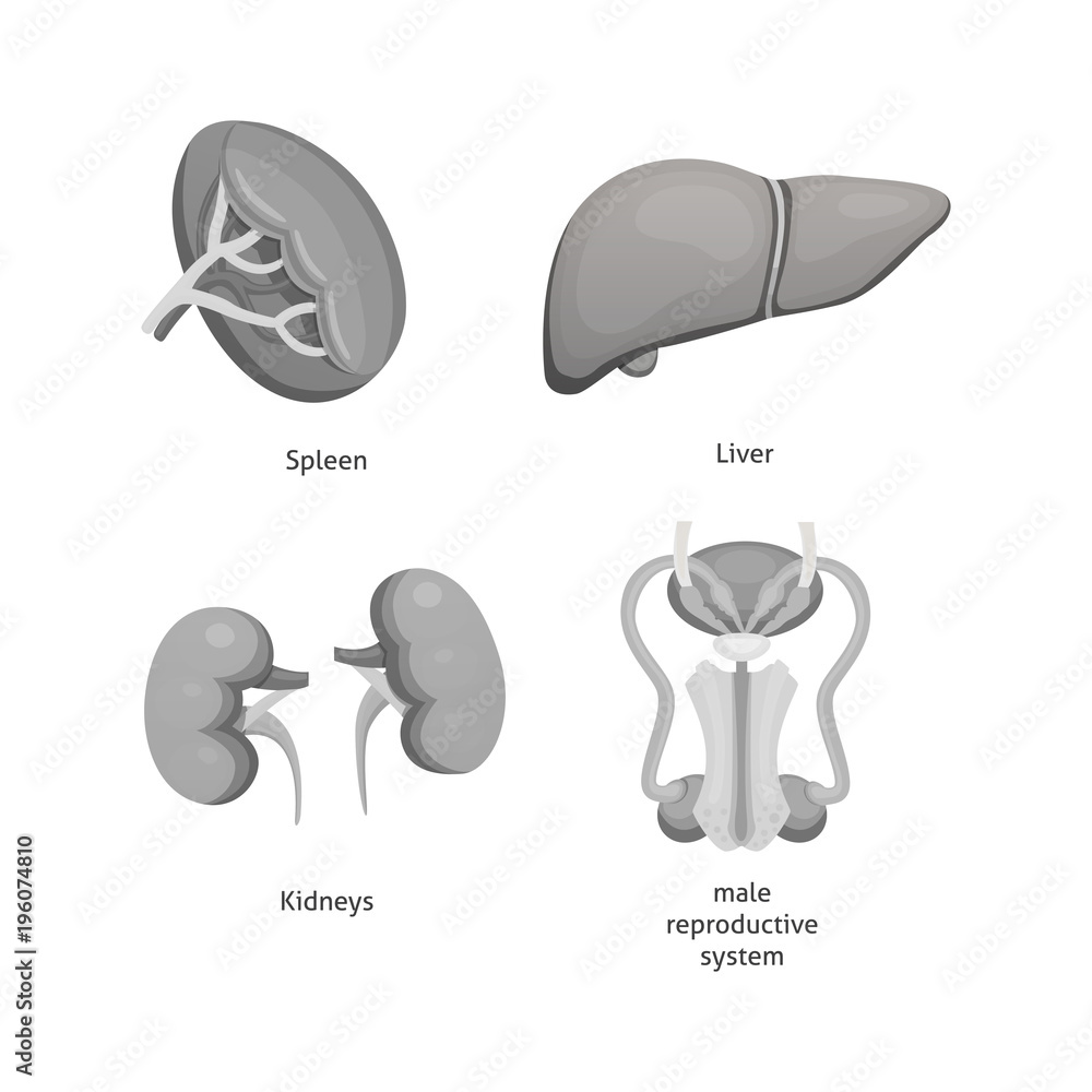 Cartoon human organs set. Anatomy of body. Stock Vector | Adobe Stock