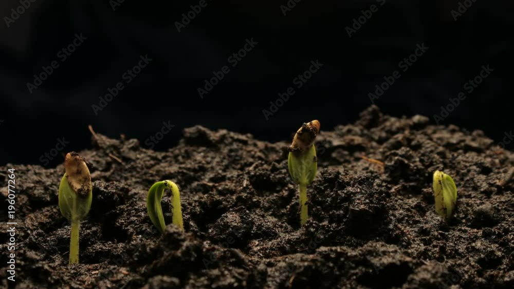 Growing green cucumber plant time lapse. Timelapse growing, Closeup ...