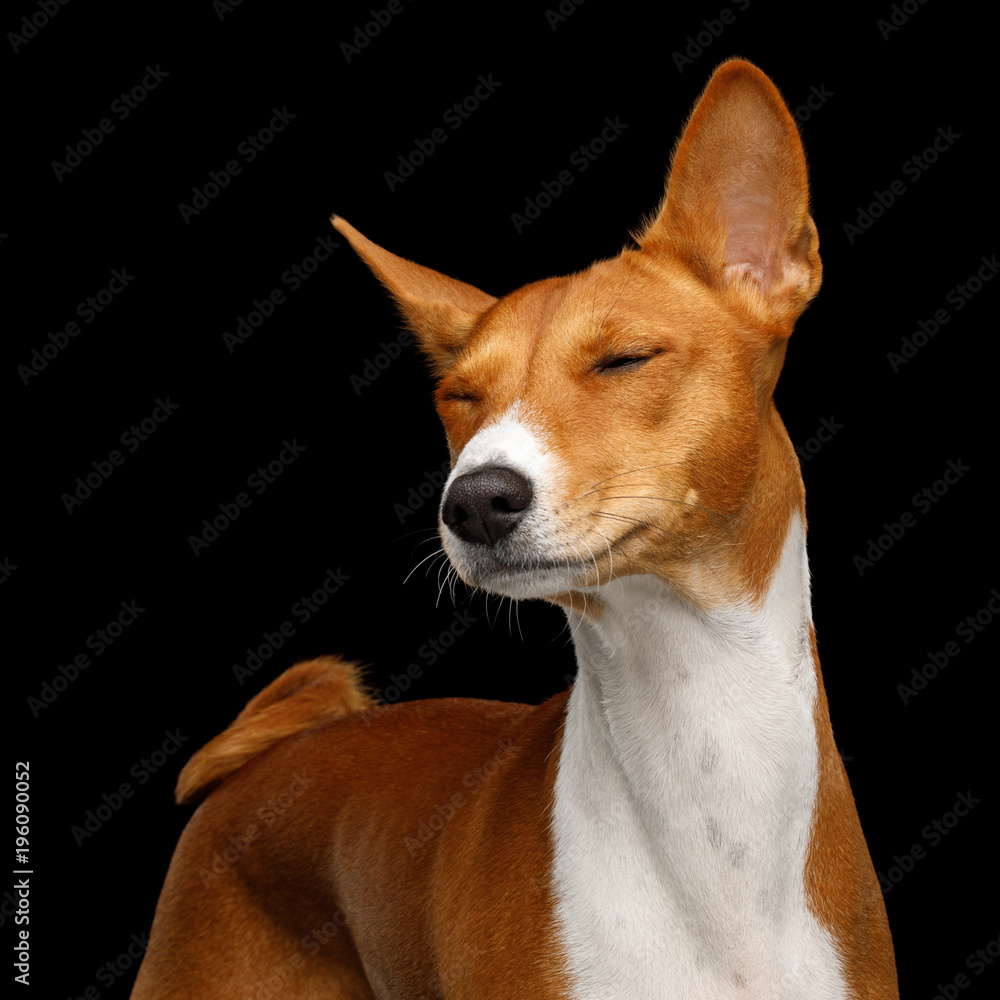 Basenji Red