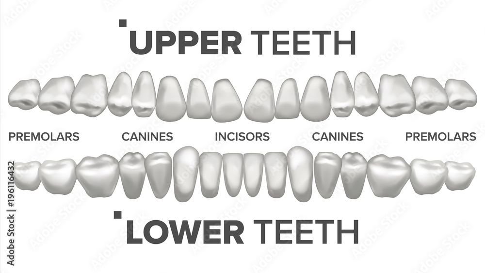 3D Teeth Set Vector. Human Upper And Lower Teeth. Dental Health ...