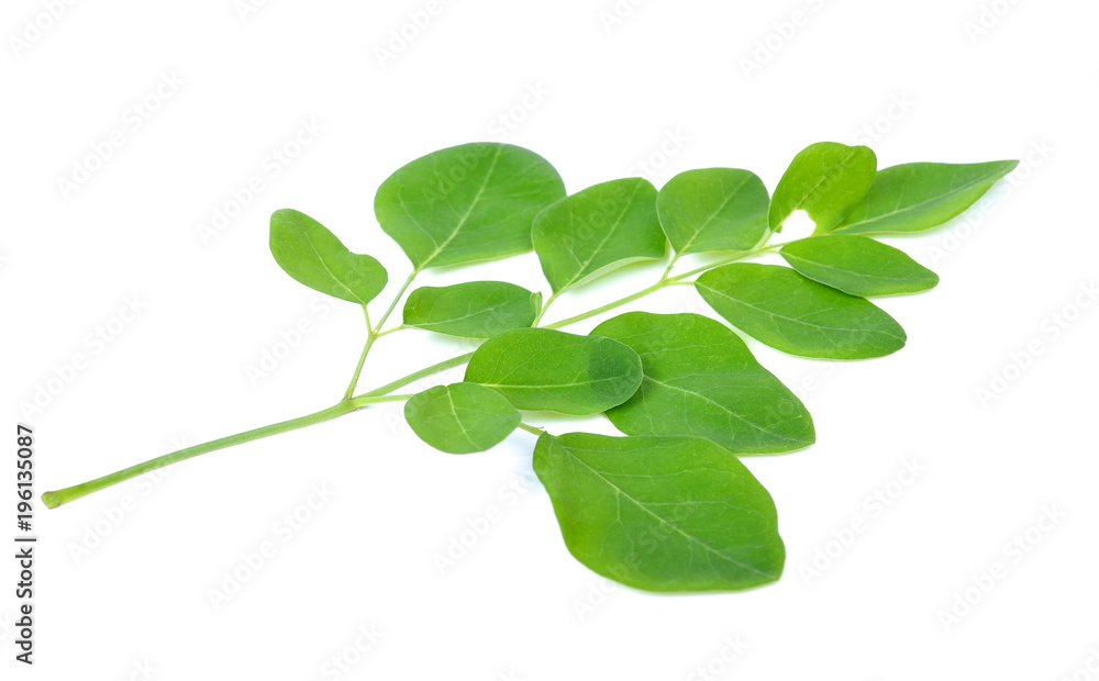 Moringa oleifera leaves isolated on white background Stock Photo ...