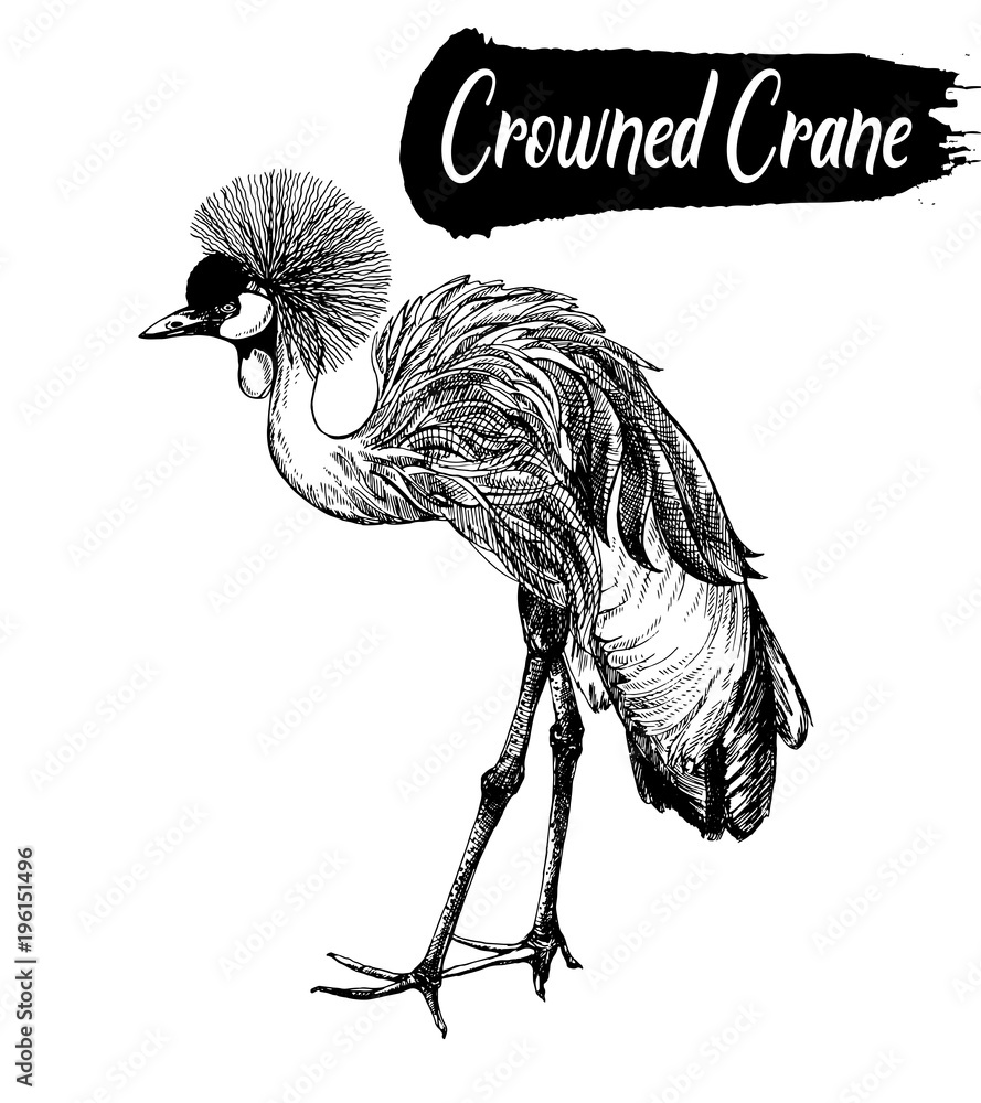 Hand drawn sketch of crowned crane. Vector illustration isolated on ...