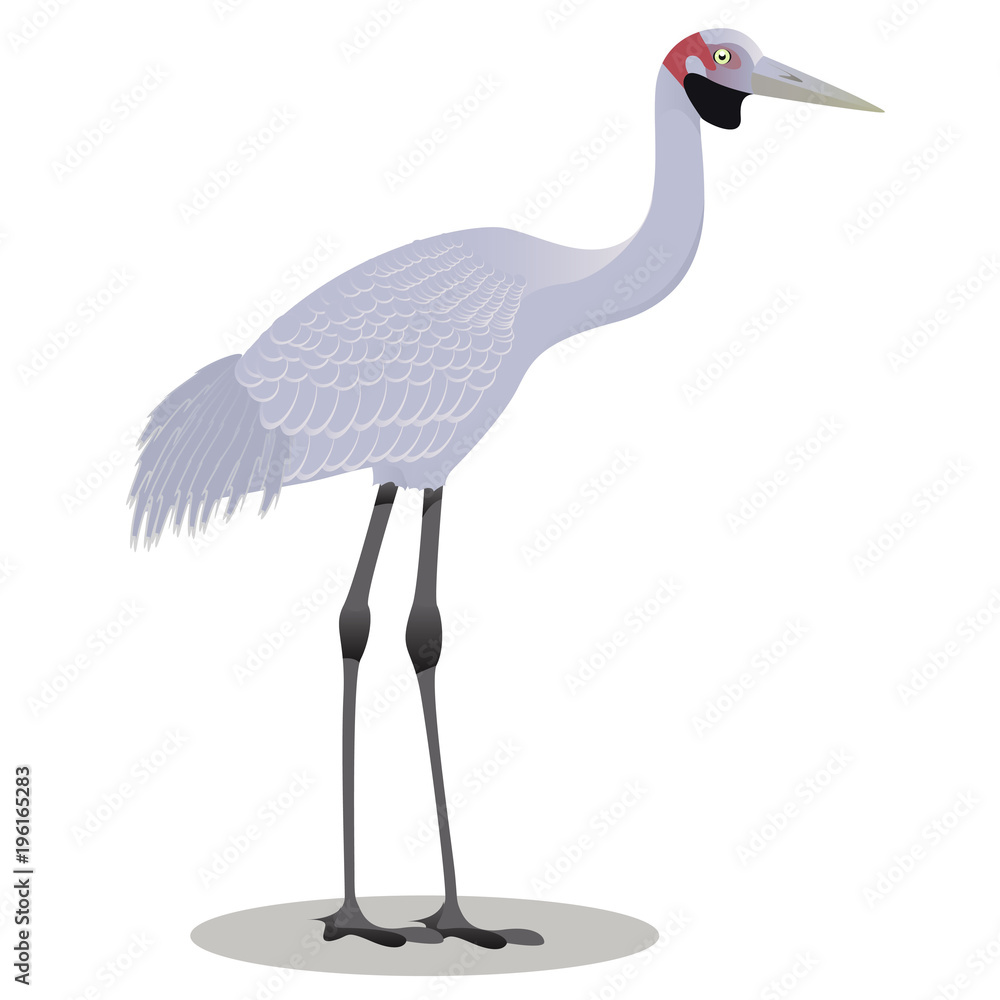 Brolga vector cartoon Stock Vector | Adobe Stock