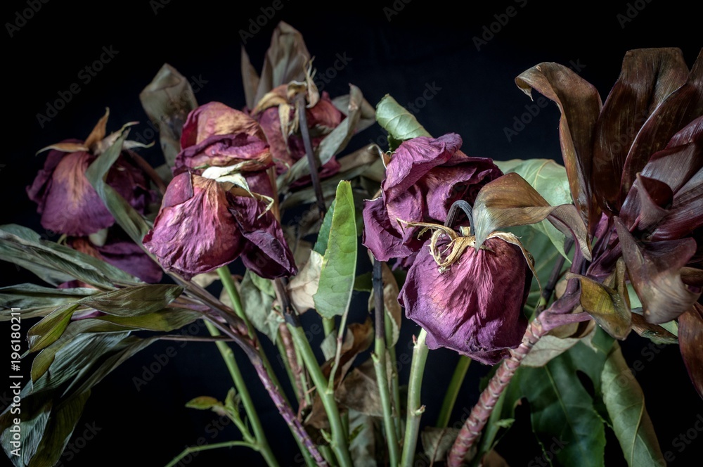 A bunch of dead roses against a black background Stock Photo | Adobe Stock