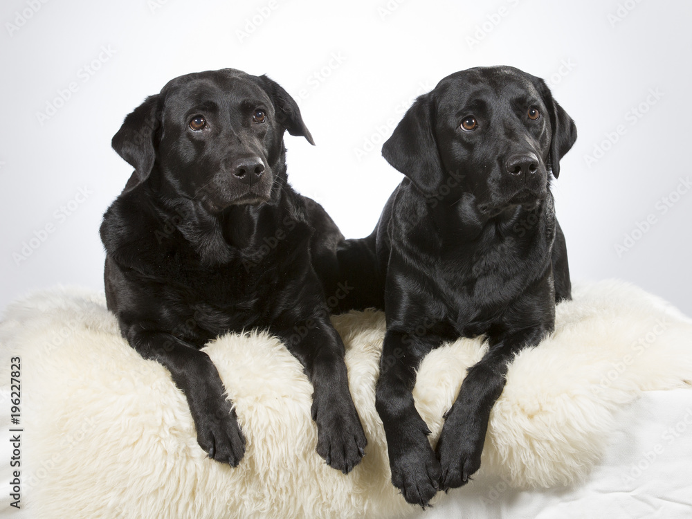 Two labradors in a studio. Team of two black labrador dogs. Stock-Foto ...