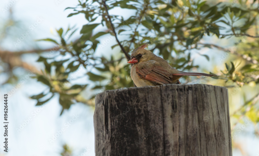 female cardinal has deformed beak and is a bird with birth defect Stock ...