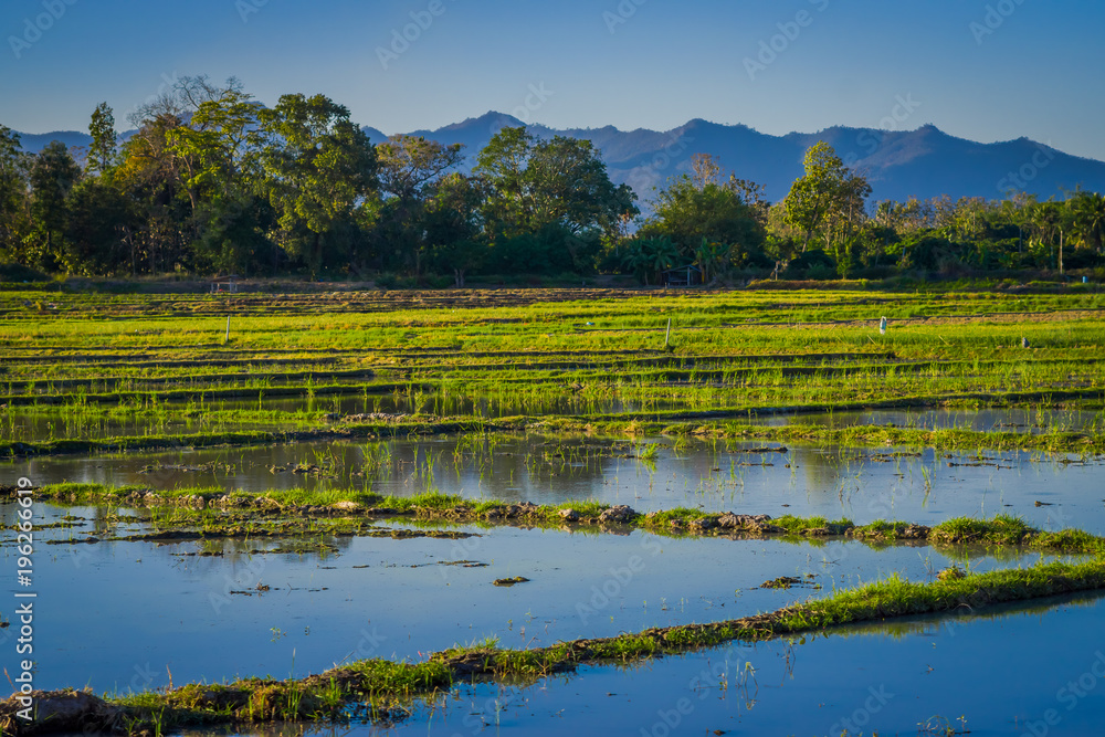 Beautiful outdoor view fo fields plantation of rice located at the ...