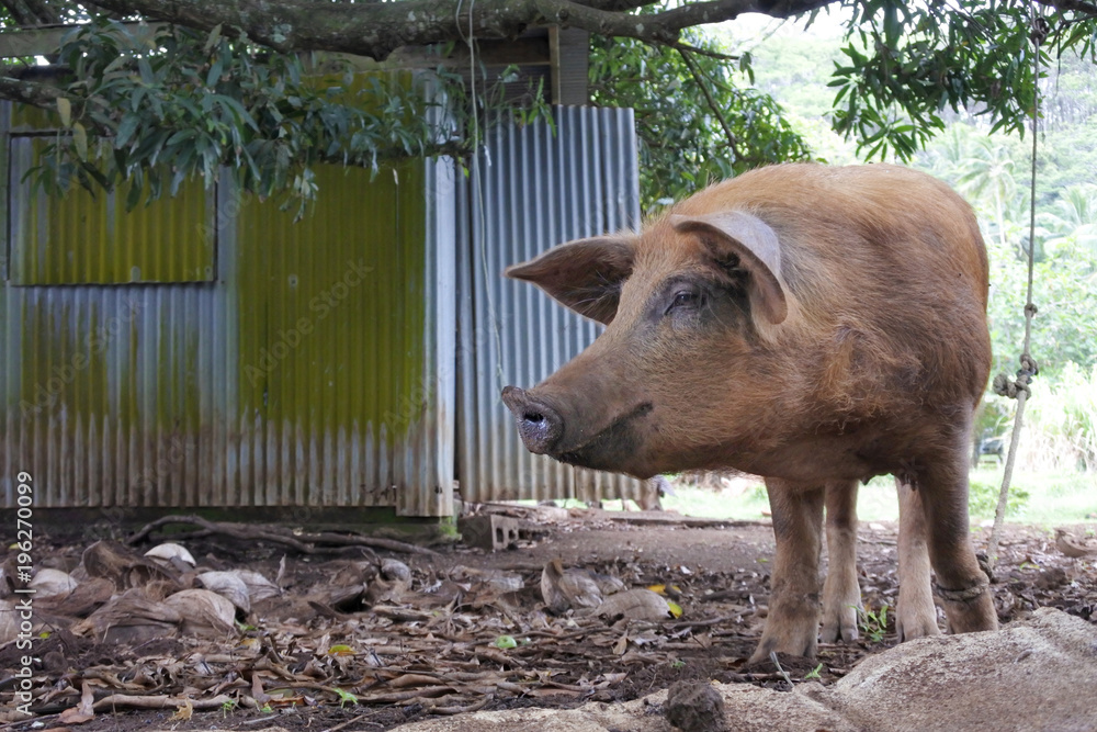 Pig in Rarotonga Cook Islands Stock Photo | Adobe Stock