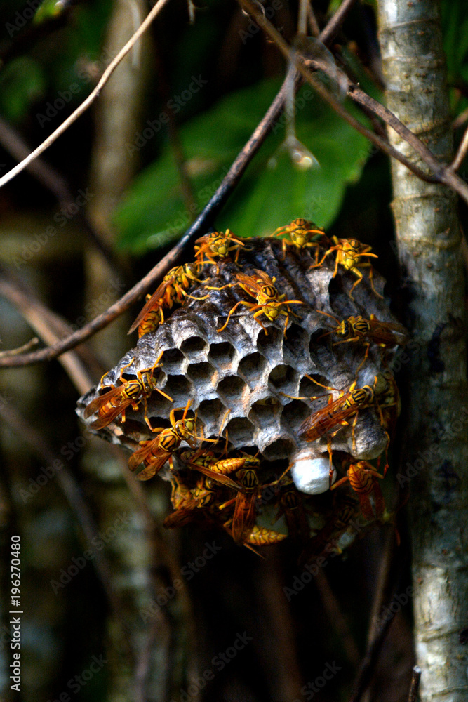 Paper wasps in Rarotonga Cook Islands Stock Photo | Adobe Stock