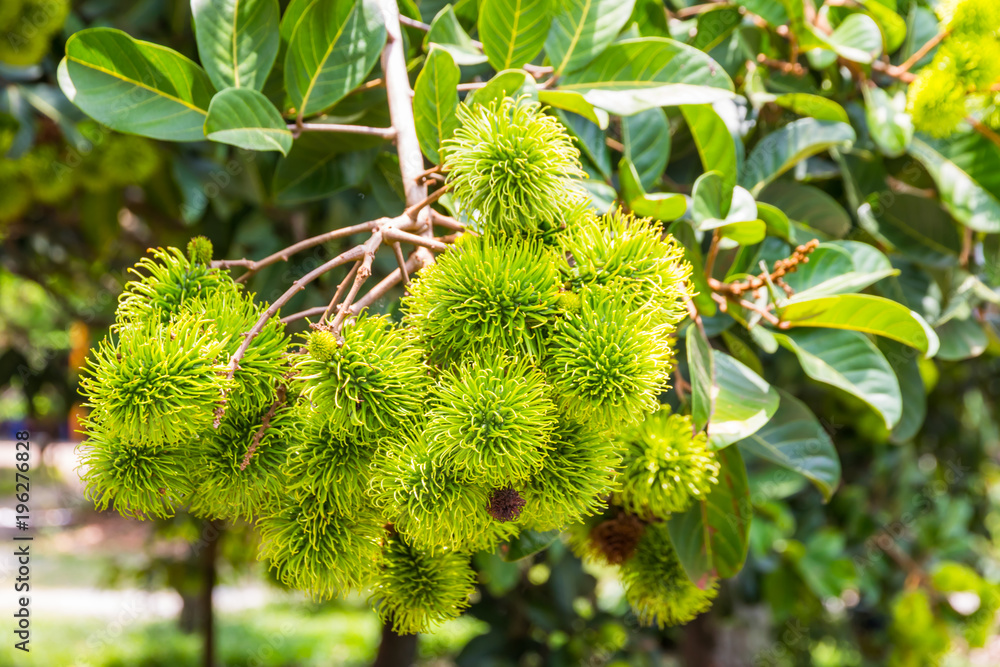 Rambutan Tree Images
