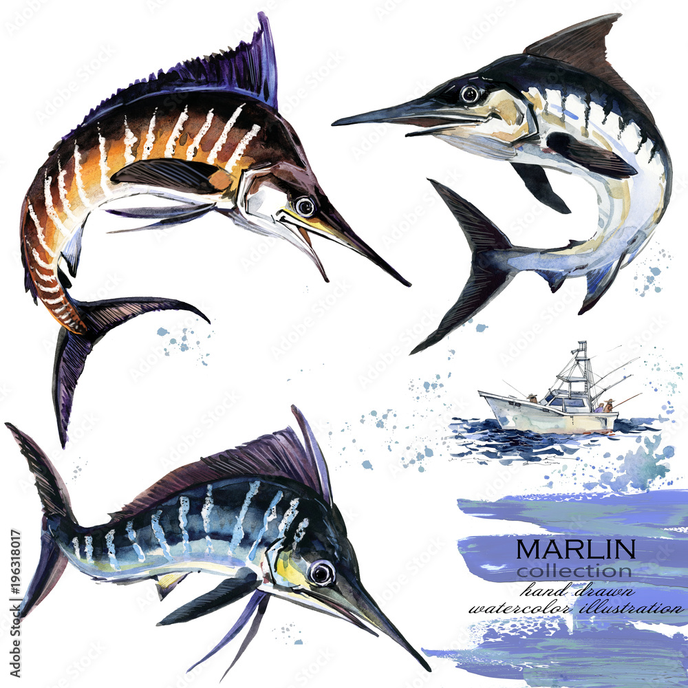 Marlin hand drawn watercolor illustration. Stock Illustration | Adobe Stock