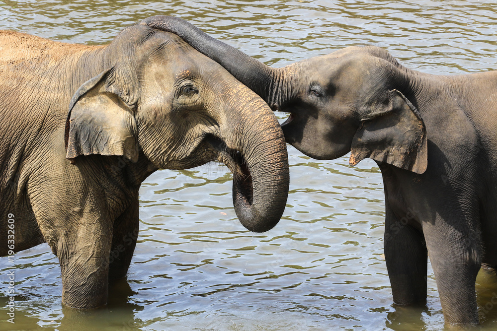 Baby elephant, Elephas maximus, hug mother with trunk Stock Photo ...