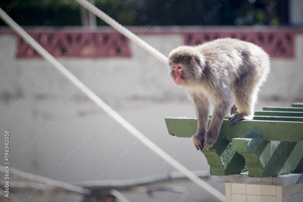 Macaco pequeno e magro a brincar num parque. Stock Photo | Adobe Stock