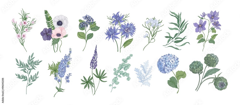 Bundle of detailed drawings of beautiful floristic flowers and ...