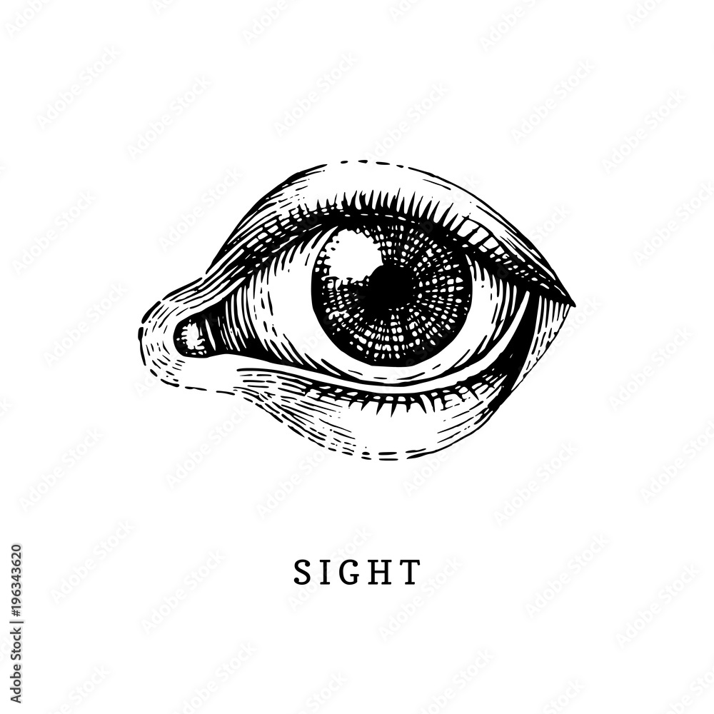 Hand drawn icon of human Sight sense in engraved style. Vector ...
