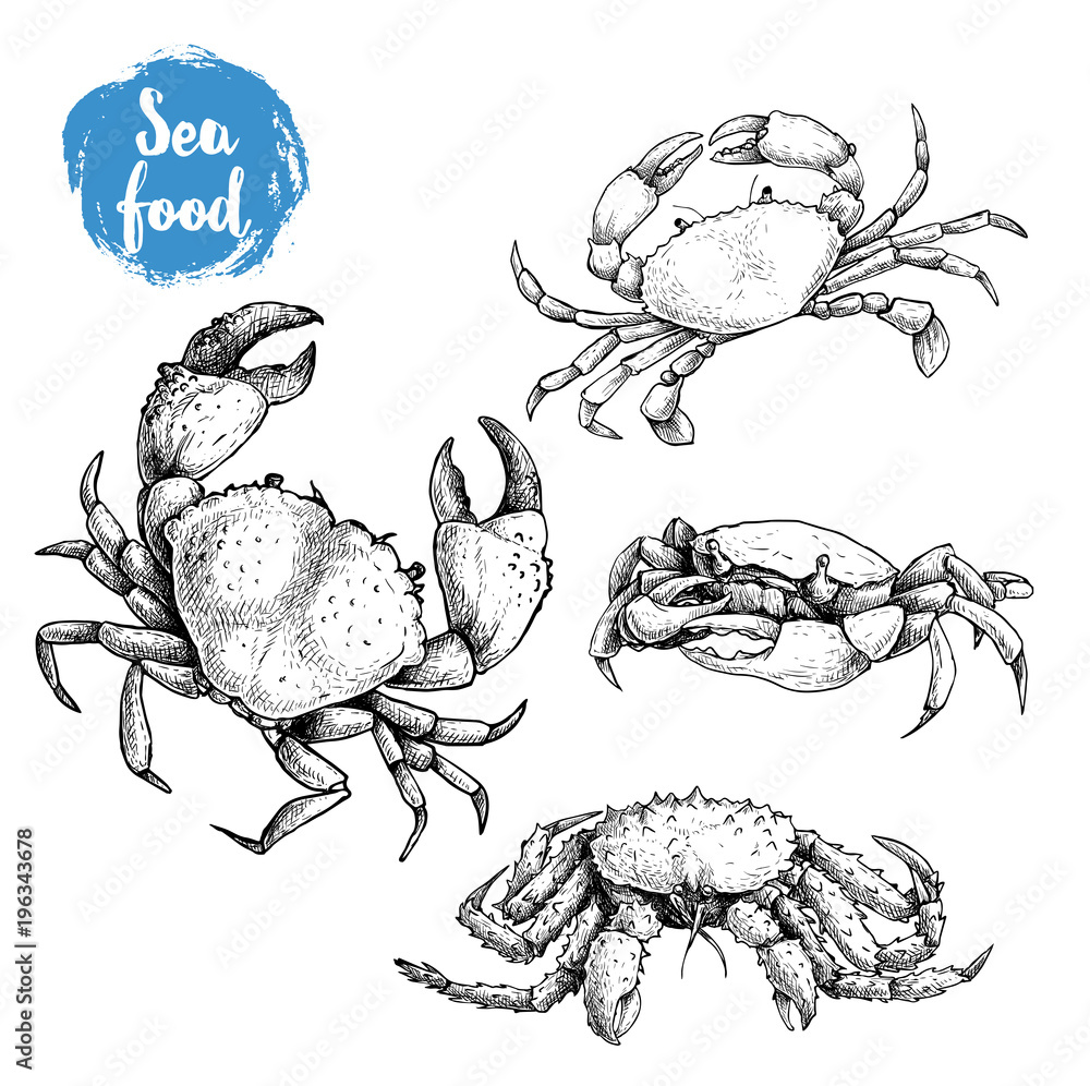 Crab sketch set. Hand drawn collection of seafood. Vector illustrations ...