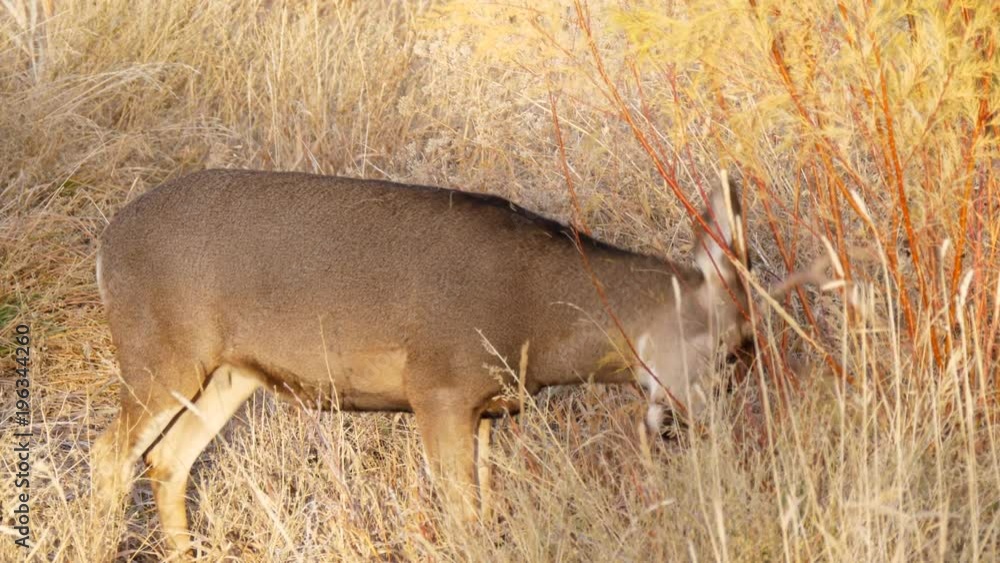 Small mule deer grazing on the lawn in the early morning Stock Video ...