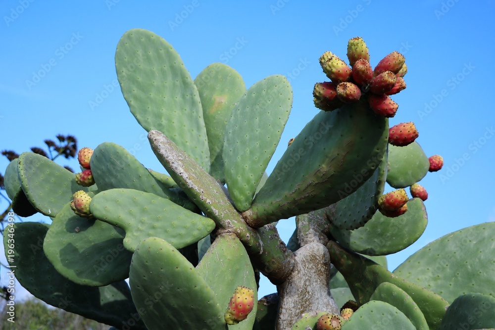 Prickly pear with many fruits in Malta Stock-Foto | Adobe Stock