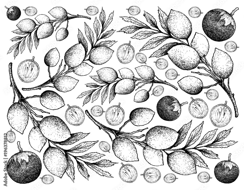 Hand Drawn Background of Star Apple and Elaeocarpus Hygrophilus Fruits ...