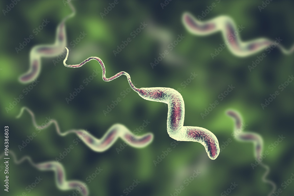 Campylobacter bacteria, C. jejuni, C. fetus, Gram-negative S-shaped ...