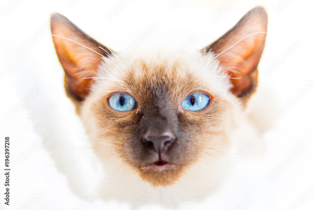High key portrait of a young female Siam Cat posing for the ...