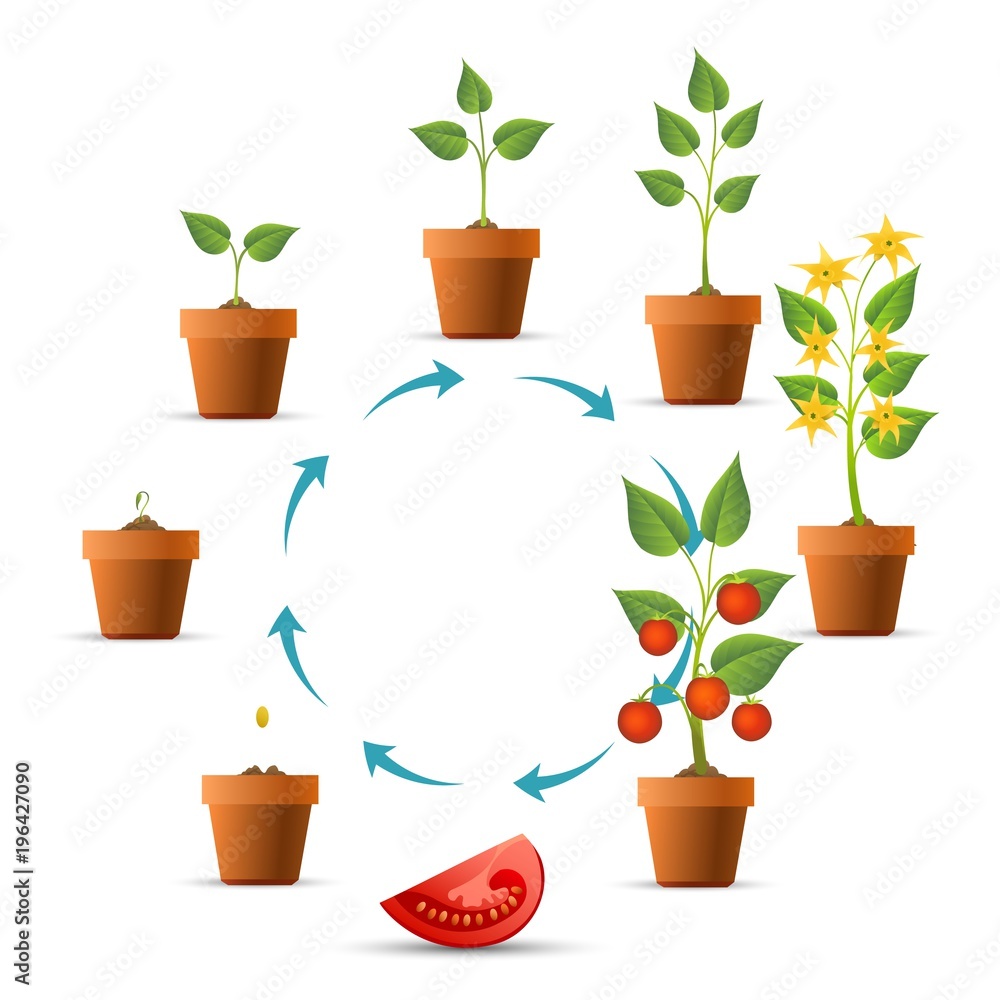 Plant growth stages. Tomato growing circle, seeds and sprout, branch ...