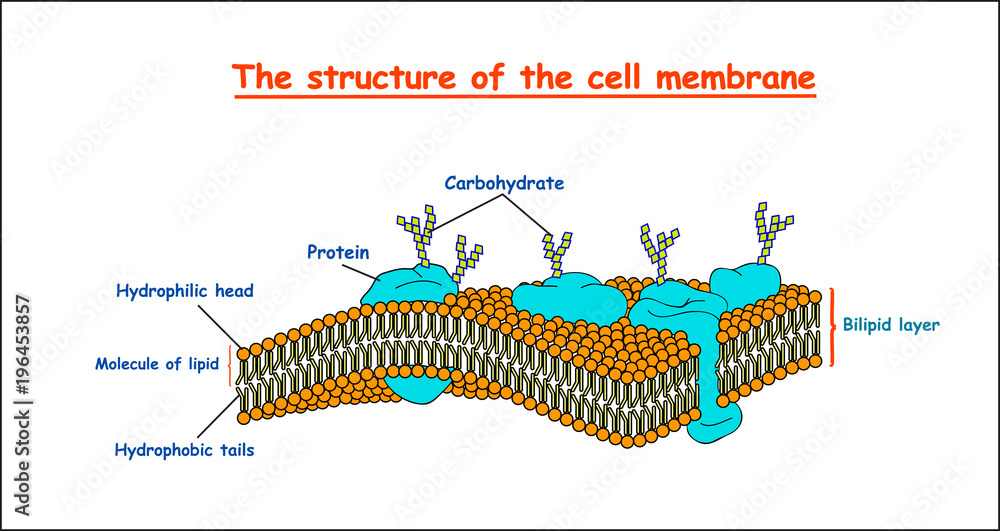 cell membrane structure on white background isolated. Education vector ...