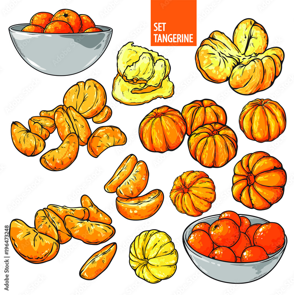 Vector set of tangerine in color, vector cartoon sketch illustration ...