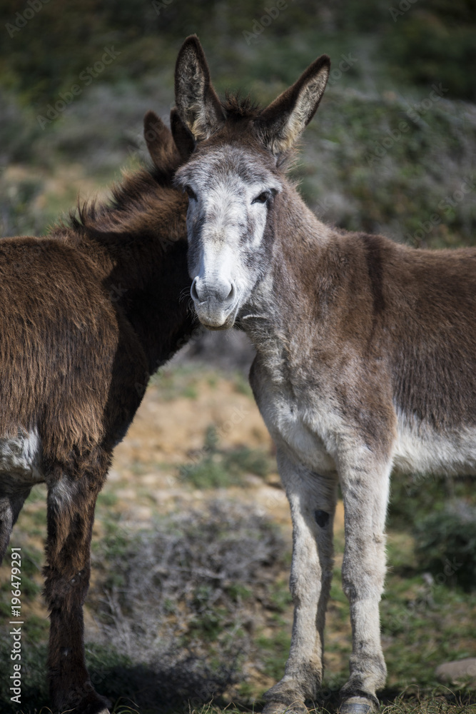 Two donkeys standing in a field, Strait Natural Park, Tarifa, Cadiz ...
