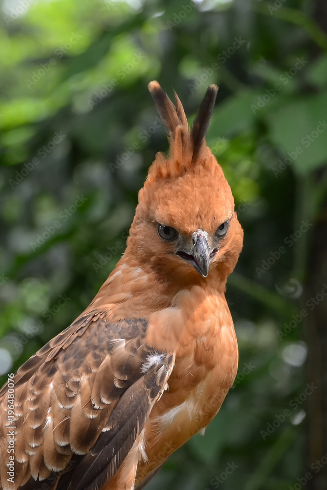 Javan Hawk Eagle