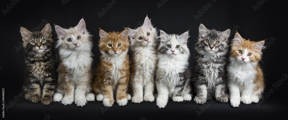 Row of seven maine coon cats / kittens sitting / laying down looking ...