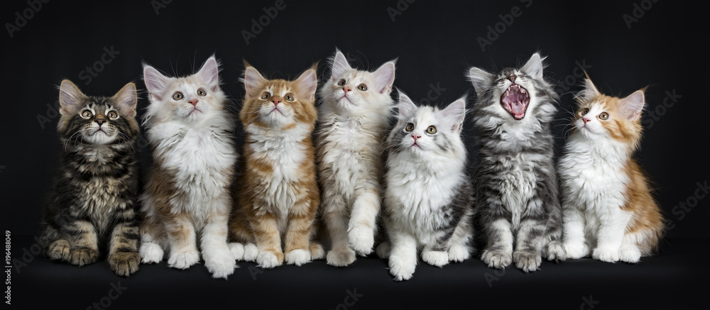 Row of seven maine coon cats / kittens sitting / laying down looking up ...