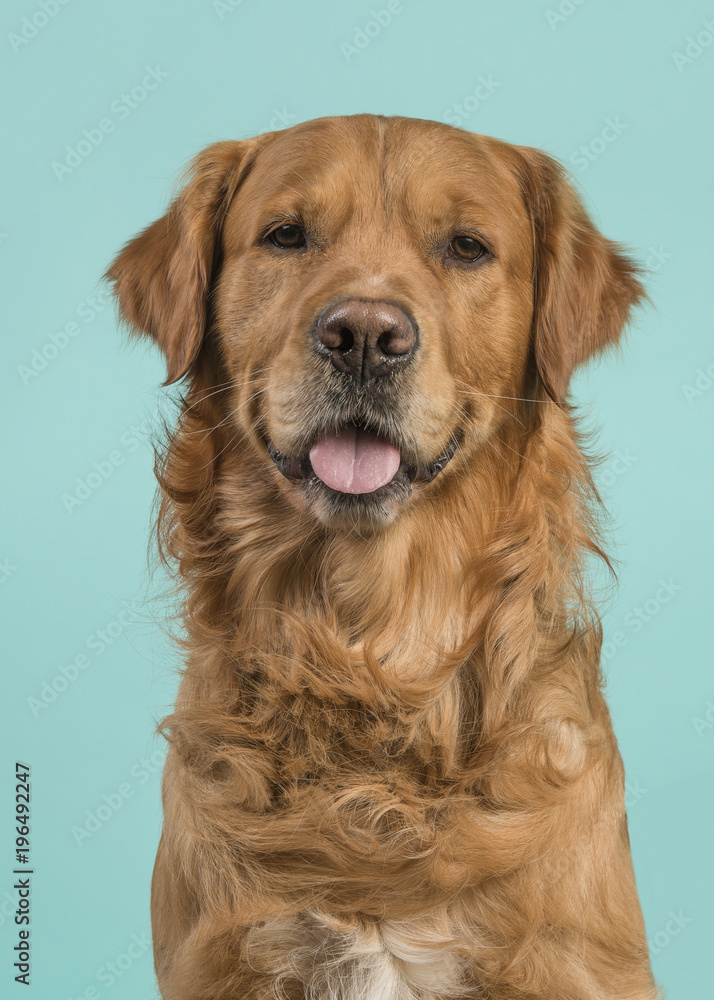 Dark Golden Retriever Male
