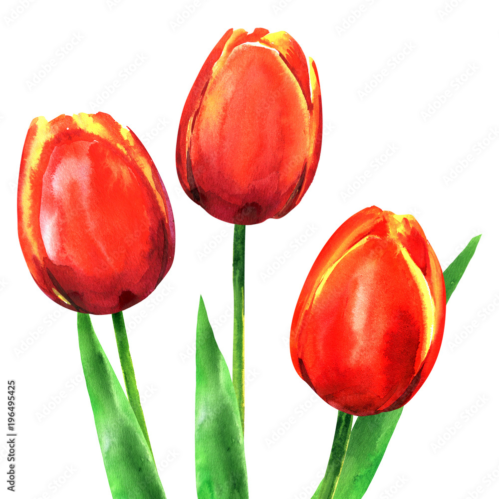 Beautiful three spring flowers tulips with leaves isolated, hand drawn ...