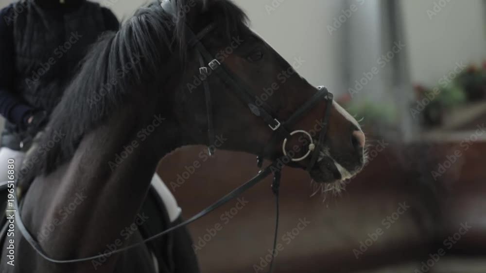 Tired horse after running, breathing with vapour in cold manege Stock ...