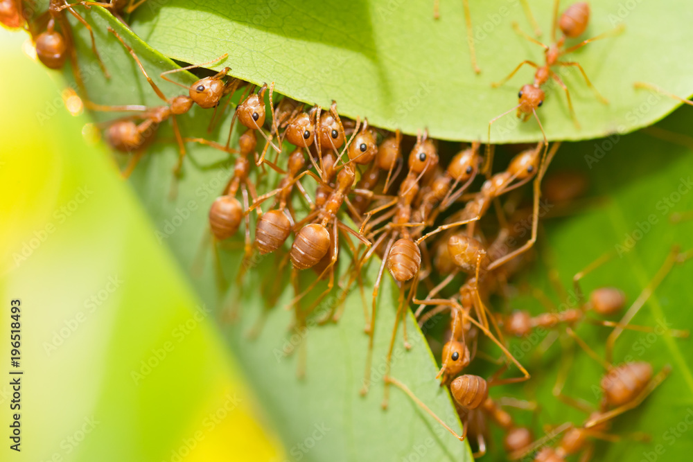 Ant action pulling green leaf.Ant bridge unity team,Concept team work ...